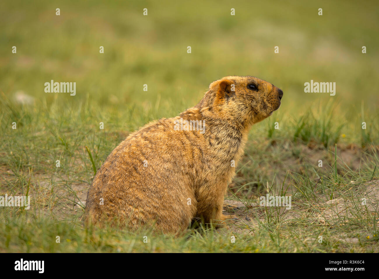 Inhabits alpine hi-res stock photography and images - Alamy
