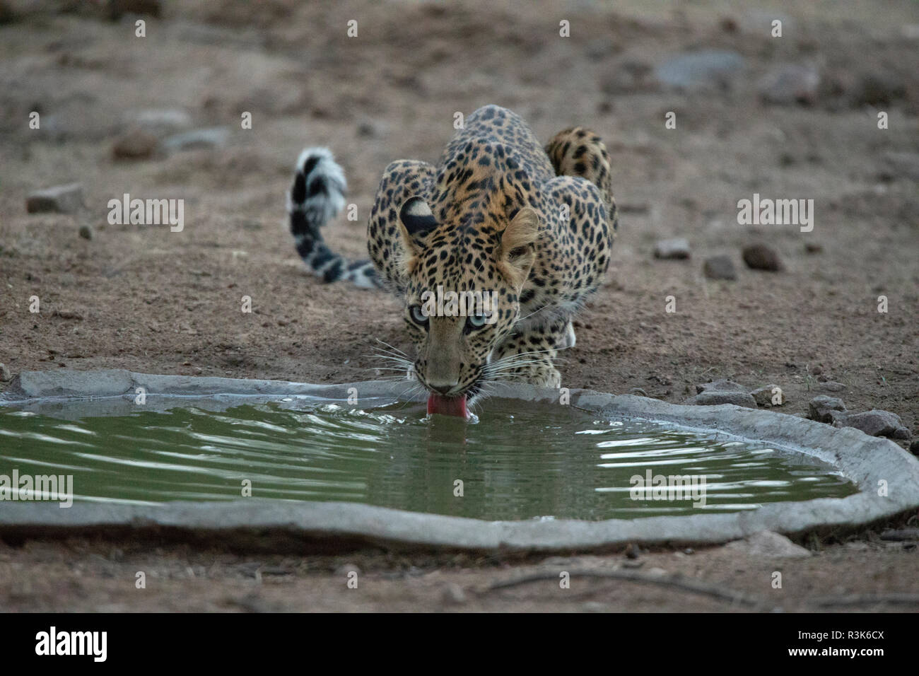 Indian leopard drinking water, Panthera pardus fusca, Jhalana ...