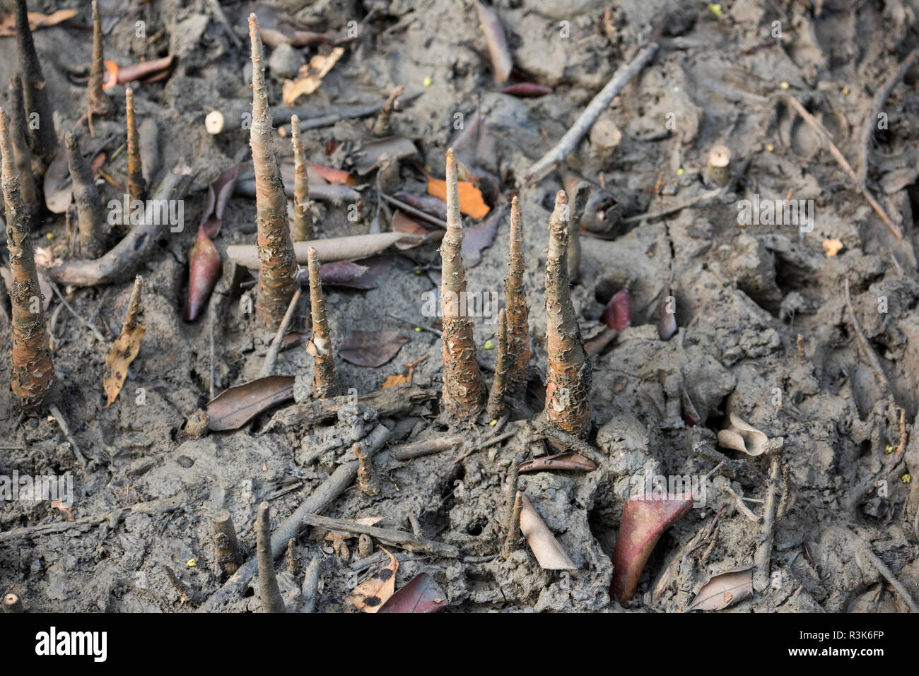 Pneumatophores roots hi-res stock photography and images - Alamy
