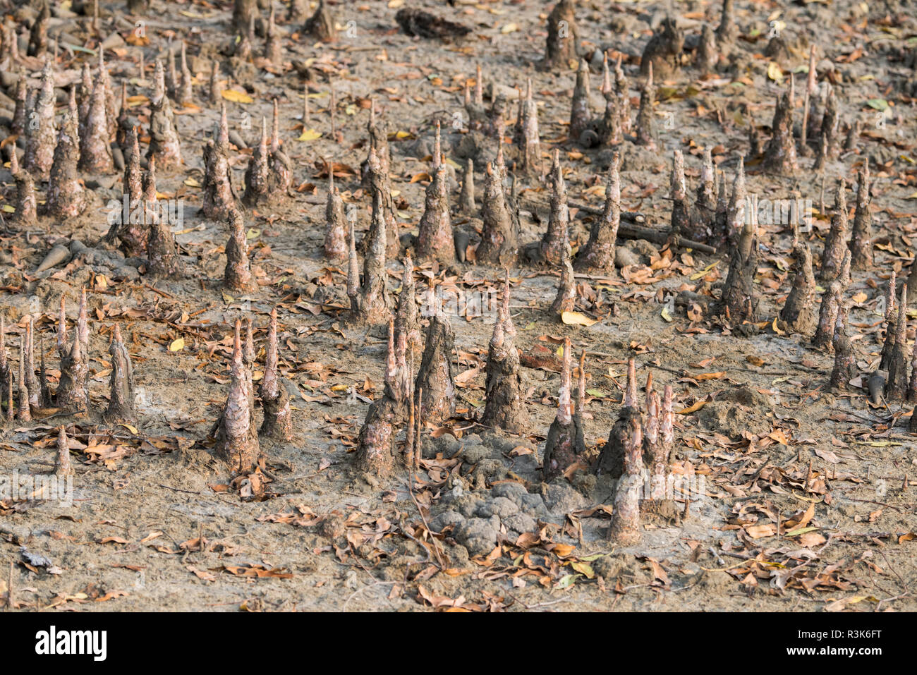 Breathing roots hi-res stock photography and images - Alamy
