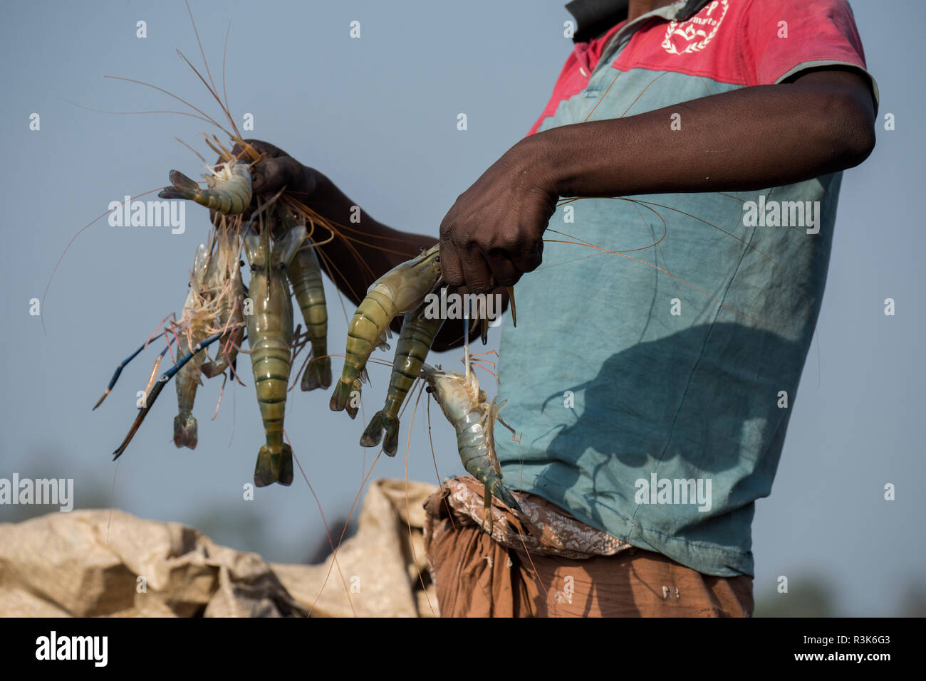 Bangladesh sundarbans hi-res stock photography and images - Alamy