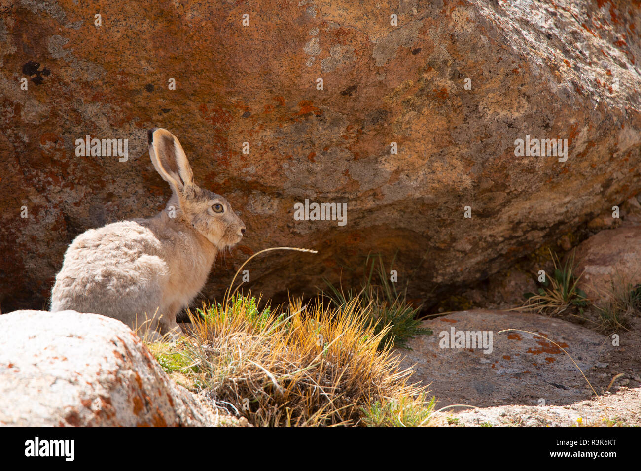 Tibetan hare hi-res stock photography and images - Alamy