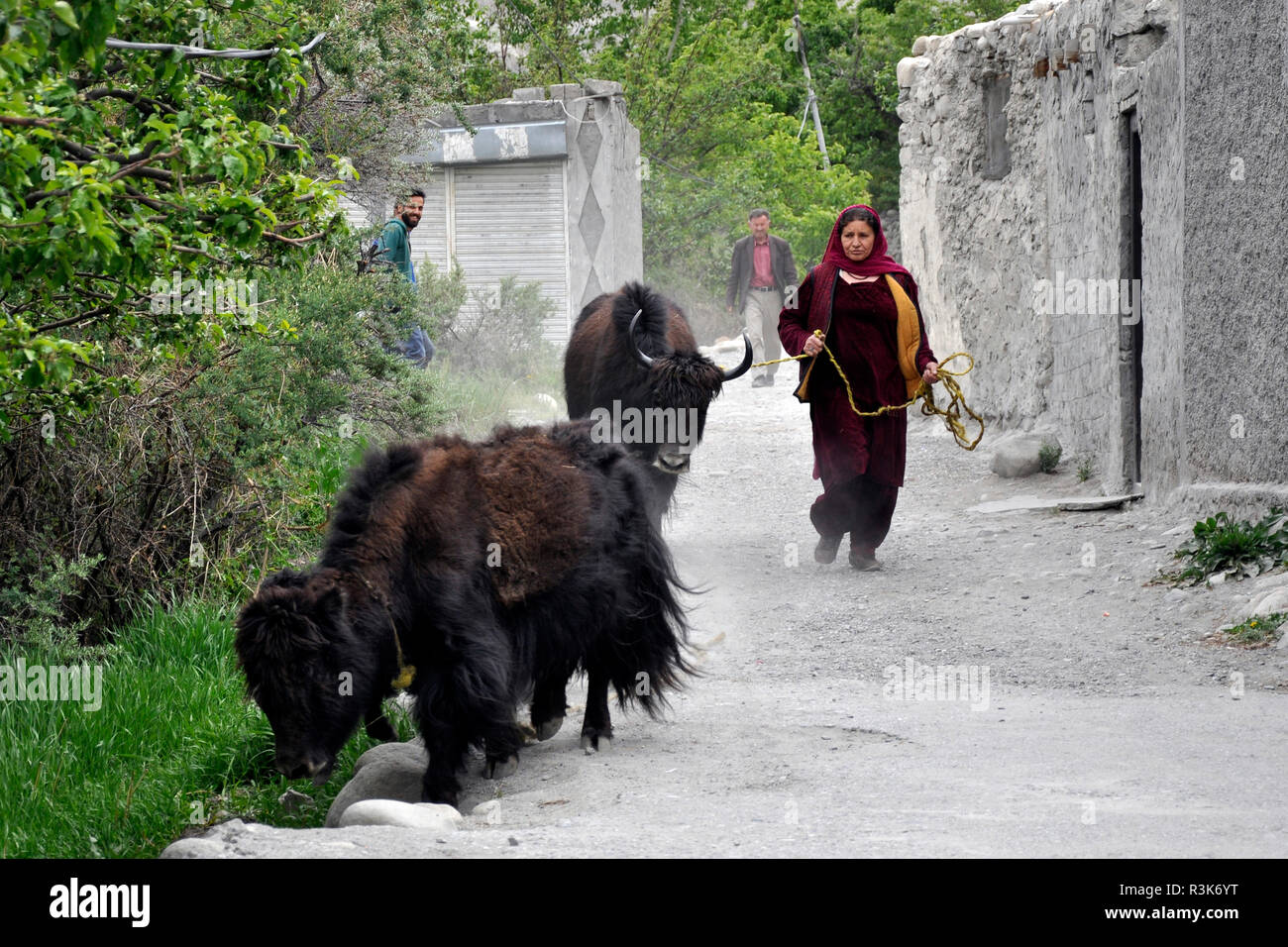 Pakistan, Passu village, yak Stock Photo - Alamy