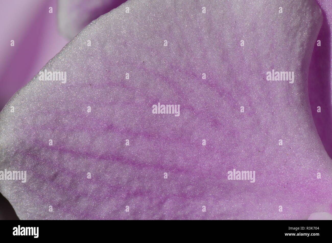 Orchid flower petal texture floral background Stock Photo - Alamy