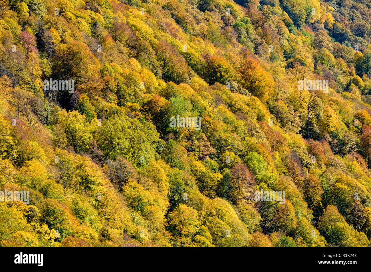 Scenic landscape with mountain forest in fall Stock Photo - Alamy