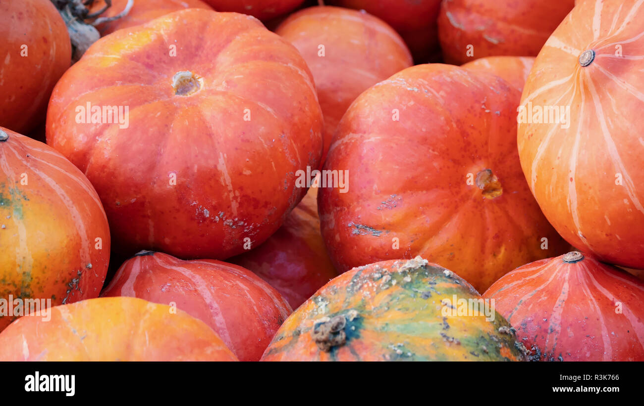 Harvest: Heap of Red Pumpkins, Cucurbita maxima Stock Photo - Alamy