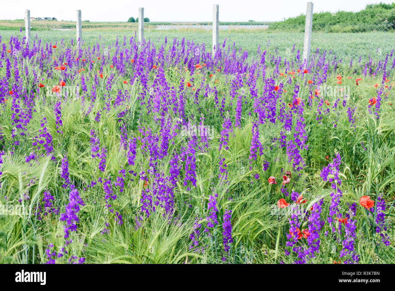Meadow with colorful wild meadow flowers in green grass Stock Photo - Alamy