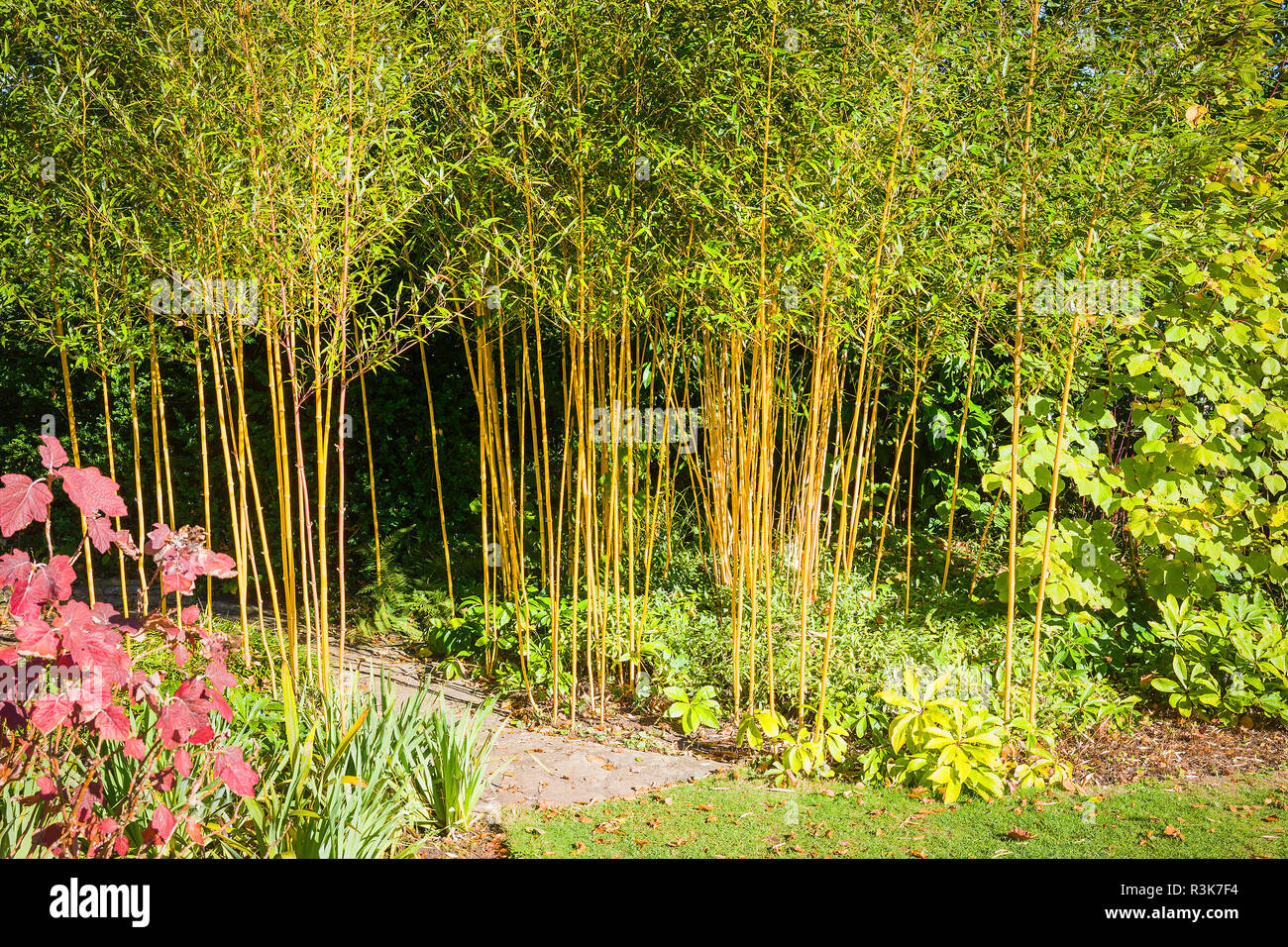 Grasses and bamboos garden hi-res stock photography and images - Alamy