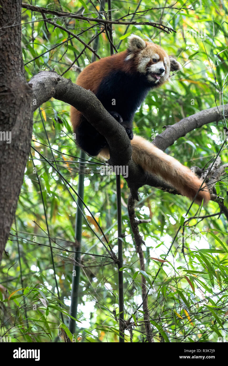 China, Chengdu, Chengdu Research Base of Giant Panda Breeding, red ...