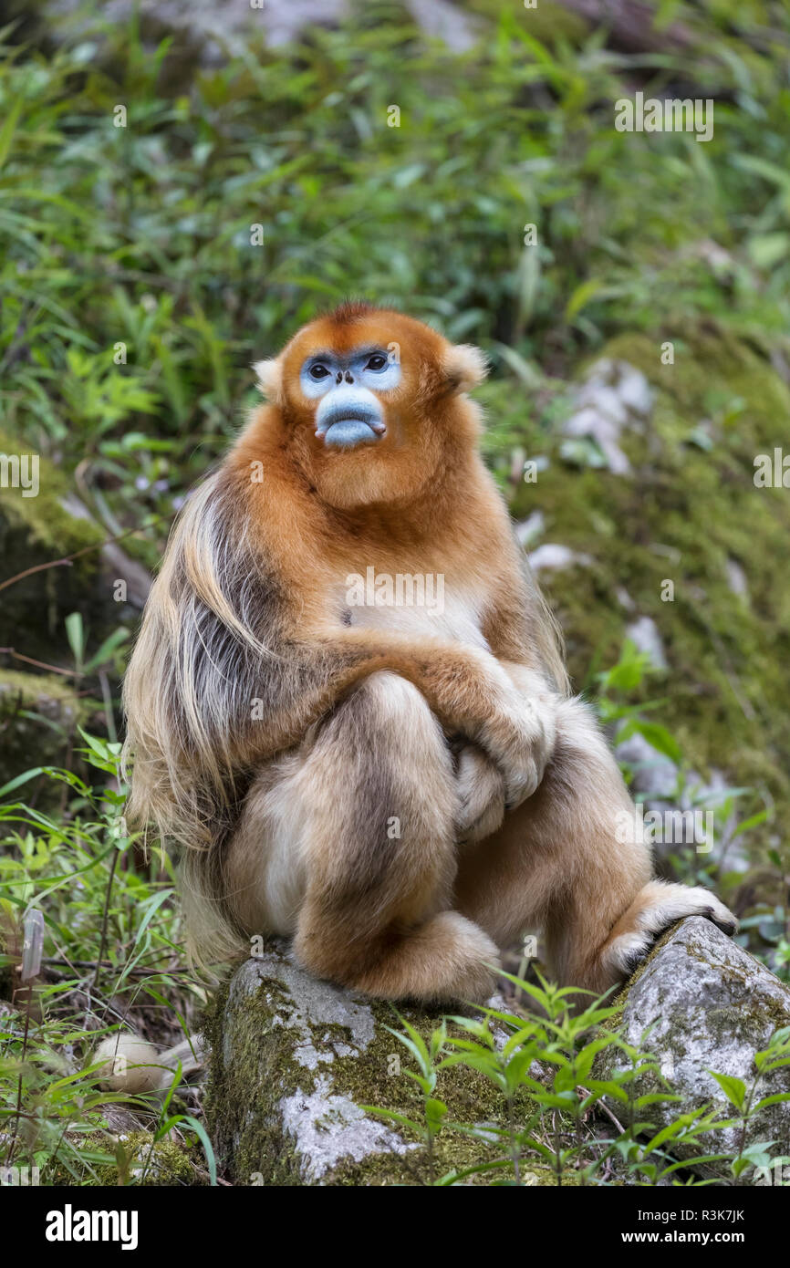 Asia, Shaanxi, Foping National Nature Reserve, golden snub-nosed monkey ...