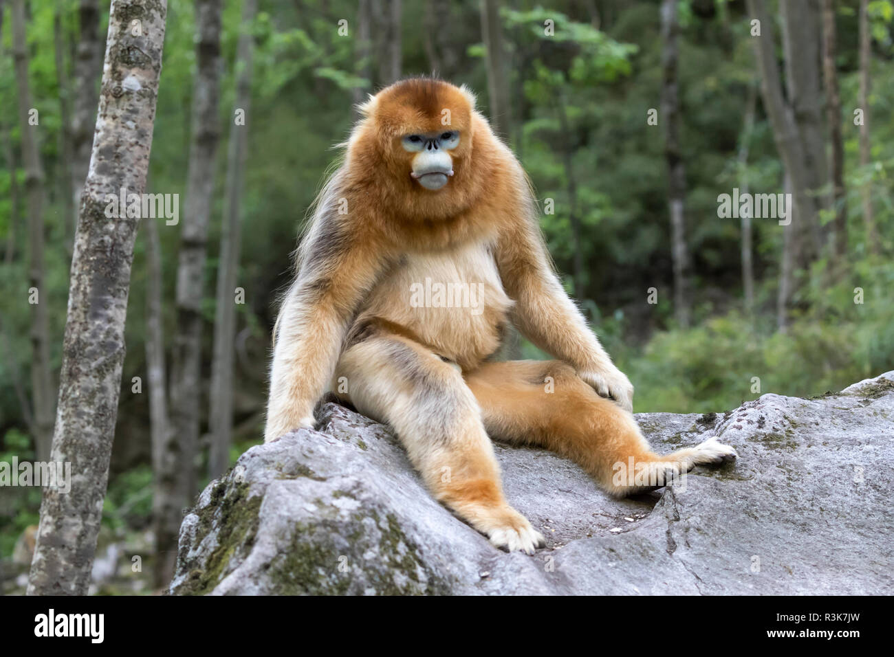 Foping nature reserve hi-res stock photography and images - Alamy