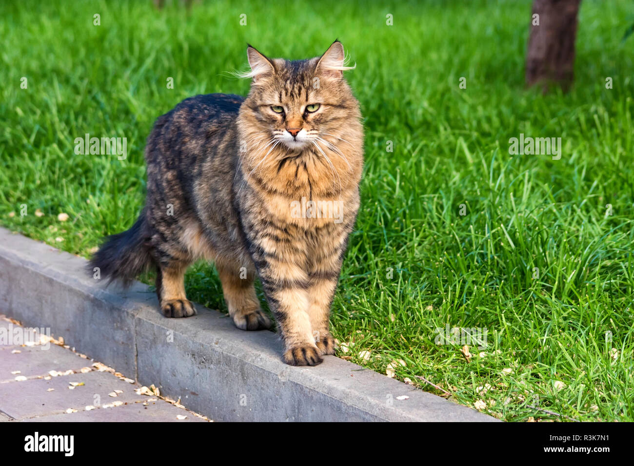 Beautiful fluffy tabby cat walks in the street Stock Photo - Alamy