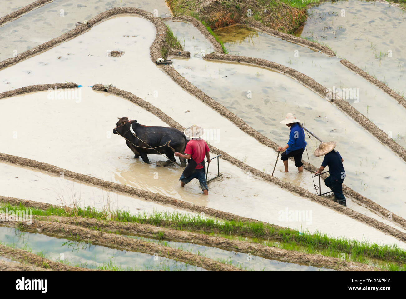Farmers plowing on water filled rice terrace, Longsheng, Guangxi ...