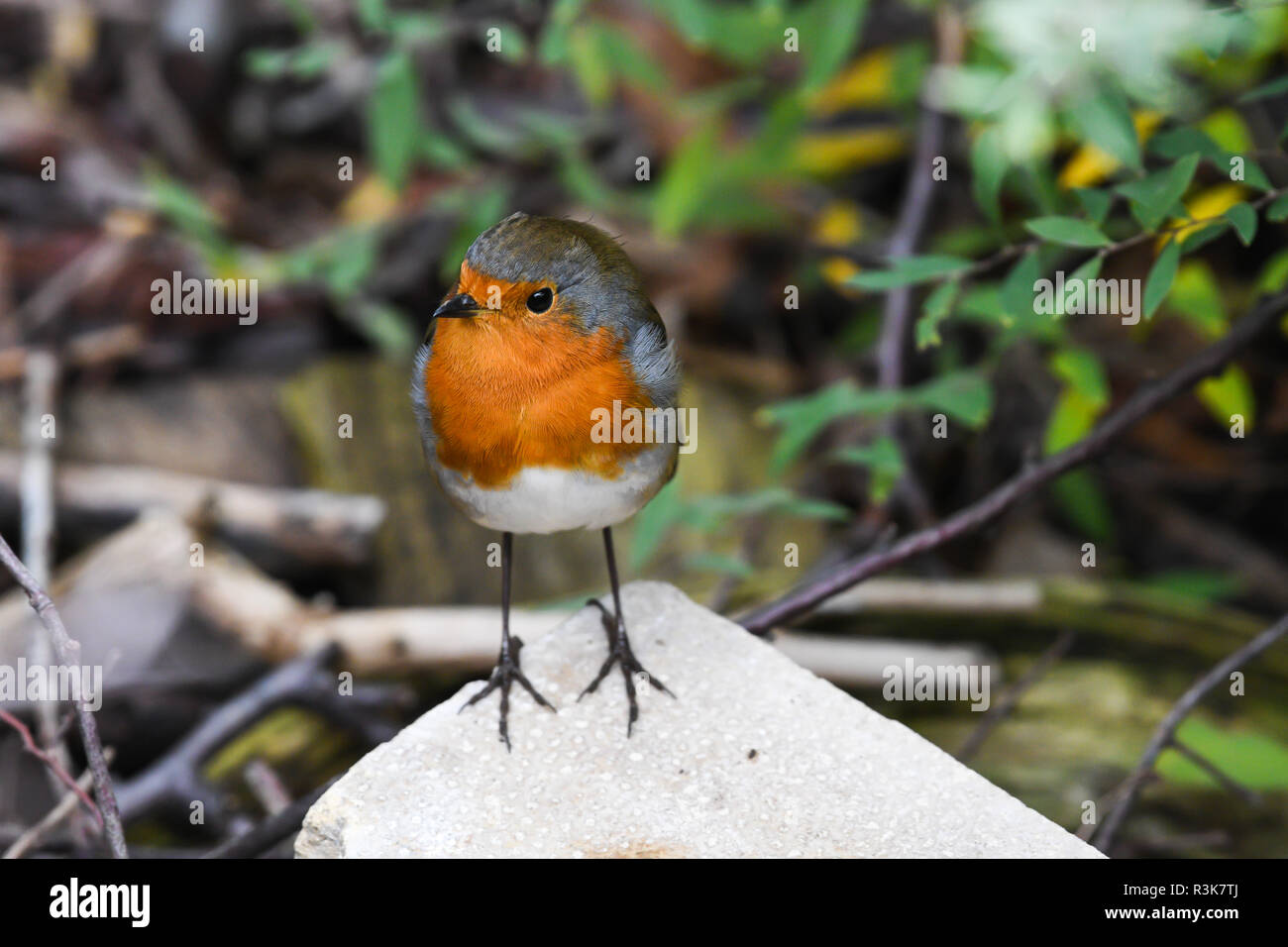 robin redbreast in the garden Stock Photo - Alamy