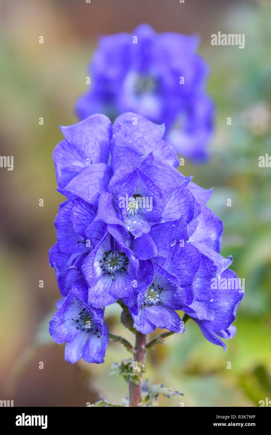 Monkshood hi-res stock photography and images - Alamy