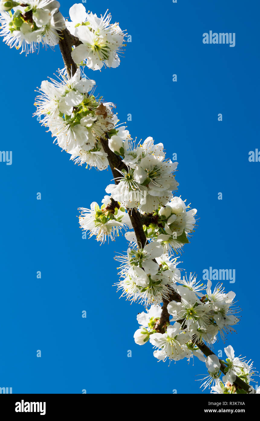 Spring blossom insects hi-res stock photography and images - Alamy