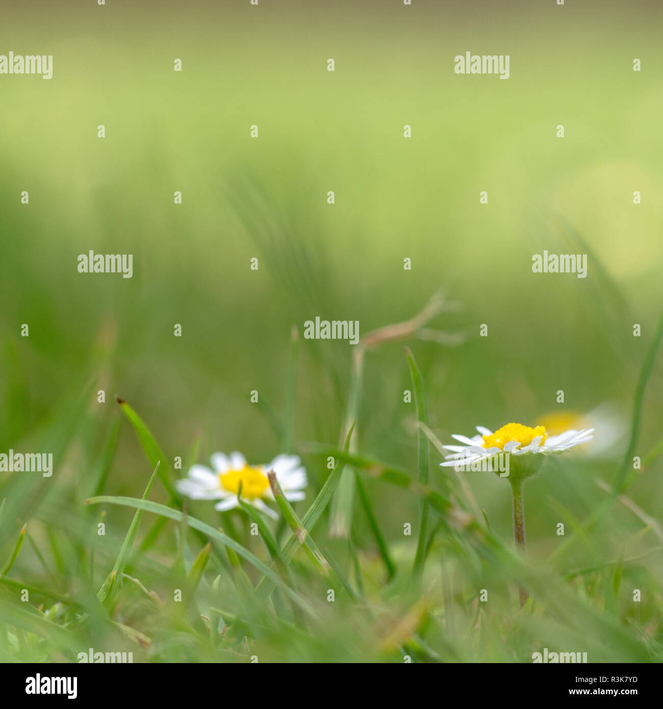 Two seed grown hi-res stock photography and images - Alamy