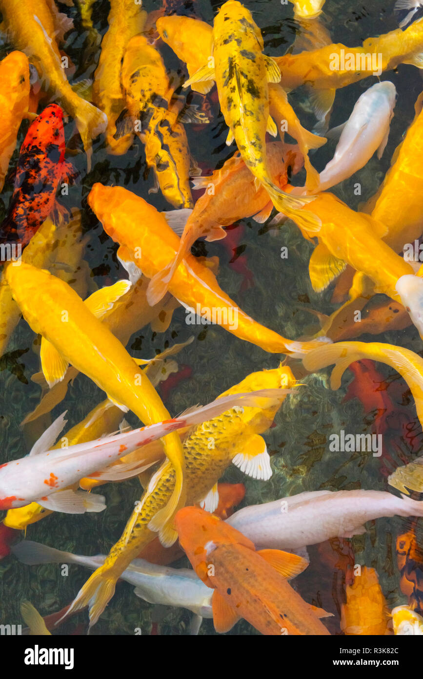 Colorful koi fish in the pond, Taierzhuang Ancient Town, Shandong ...