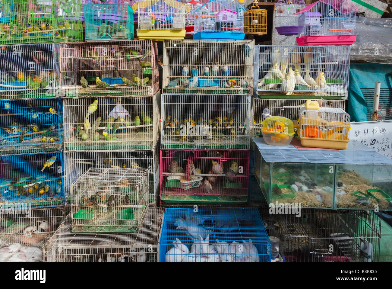 Selling birds hi-res stock photography and images - Alamy