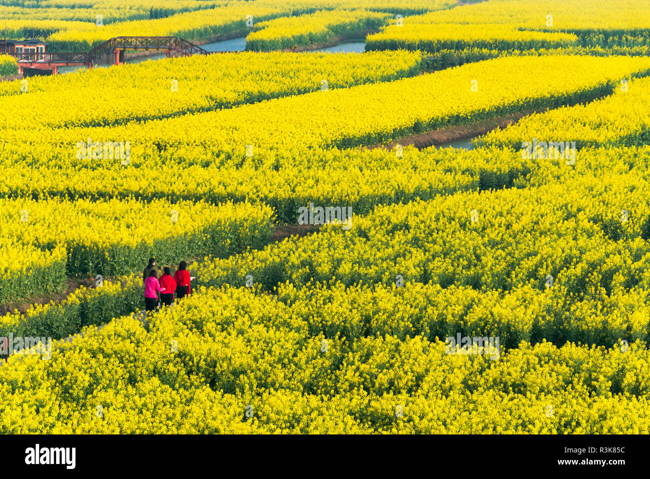 Tourists on Thousand-Islet canola flower fields with rivers flowing ...