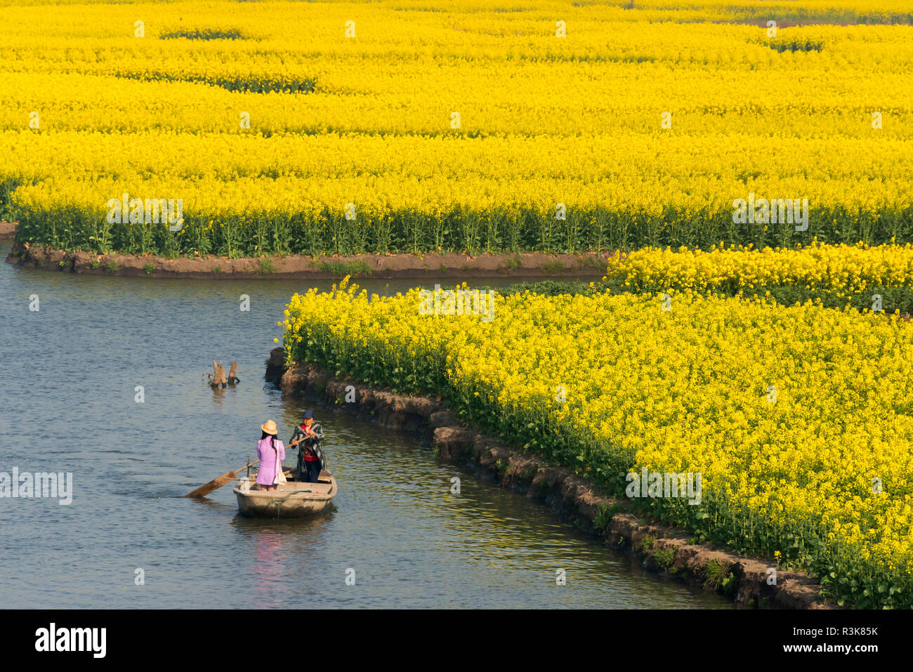 Canola flower fields china hi-res stock photography and images - Alamy