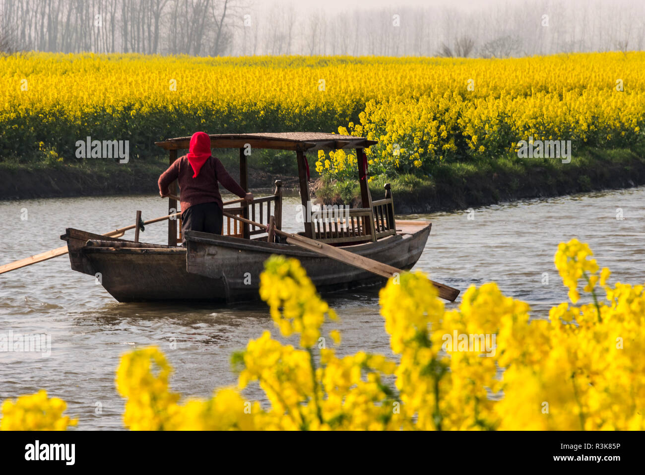 Canola flower fields china hi-res stock photography and images - Alamy