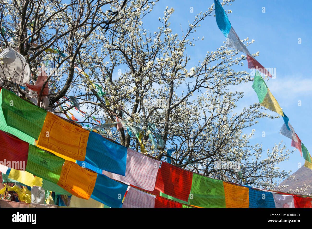 Tibetan praying flags with pear tree blossom, Jinchuan, Sichuan ...