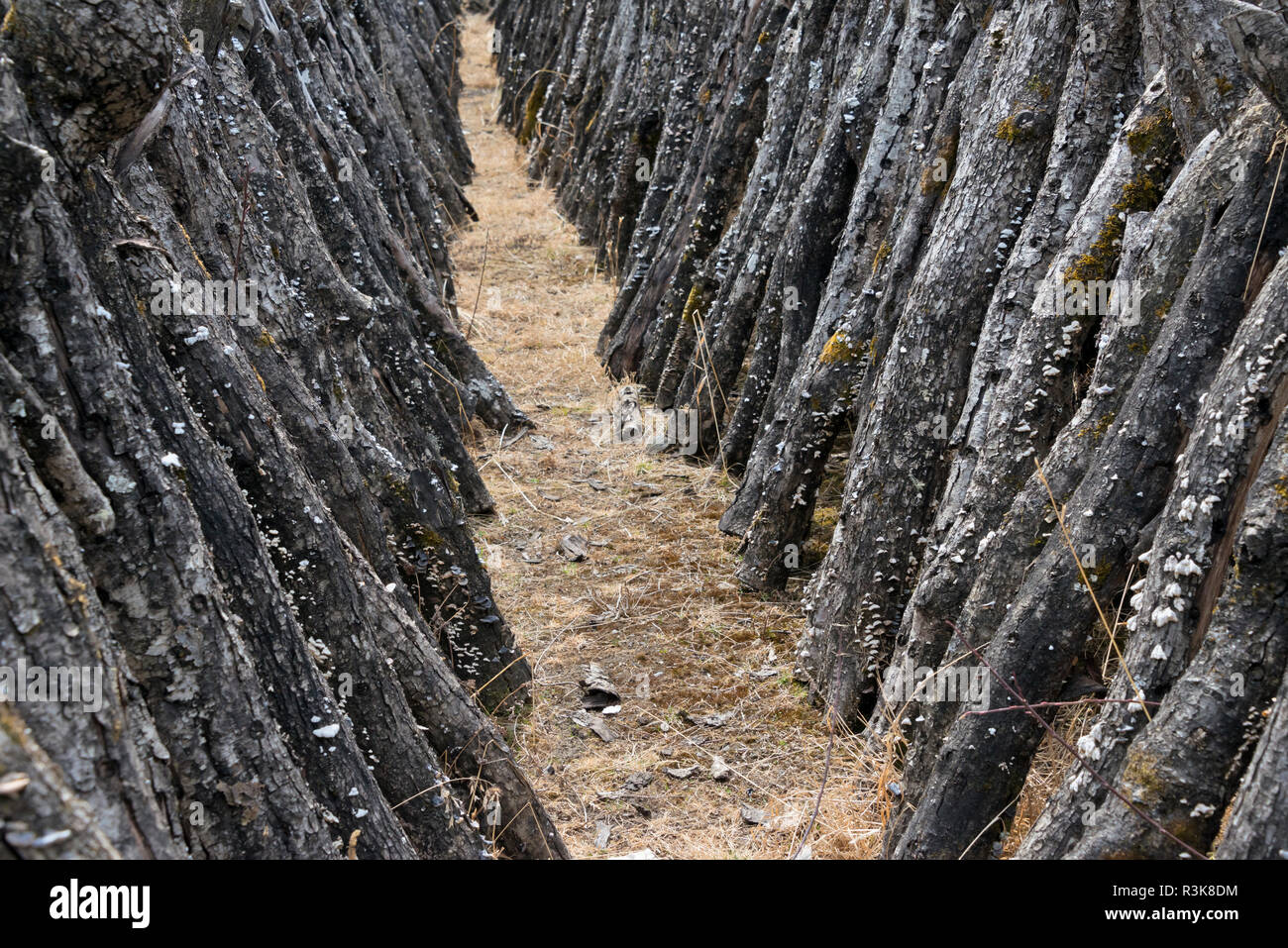 Cut tree trunks, Jinchuan, Sichuan Province, China Stock Photo - Alamy