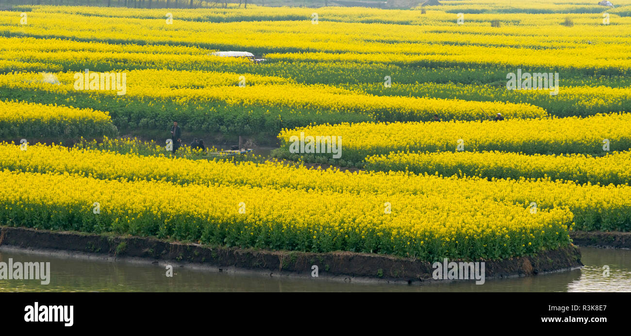 Thousand-Islet canola flower fields with rivers flowing through ...