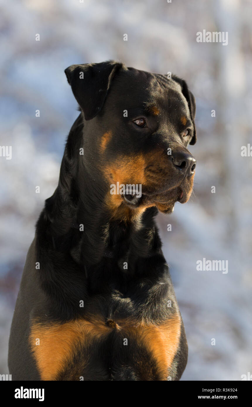 Rottweiler winter hi-res stock photography and images - Alamy