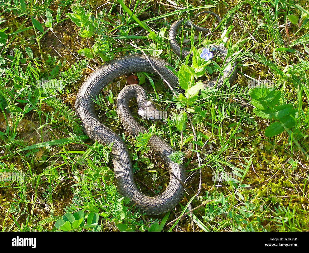 Grass snake natrix natrix sunbathing hi-res stock photography and ...