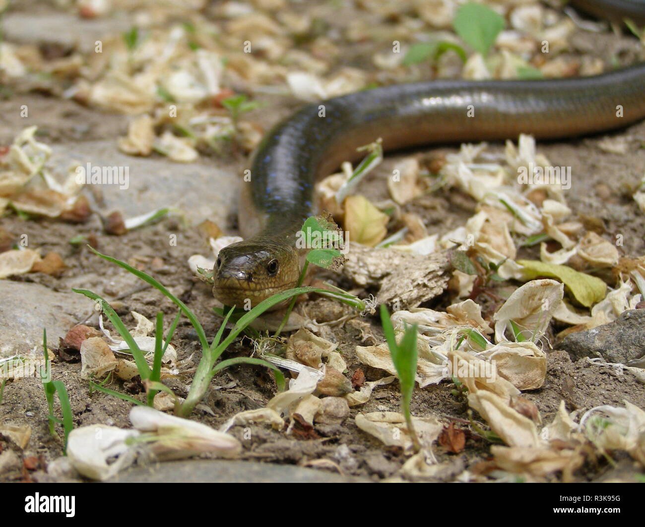 Lizard reptile reptilian creeper animal hi-res stock photography and ...