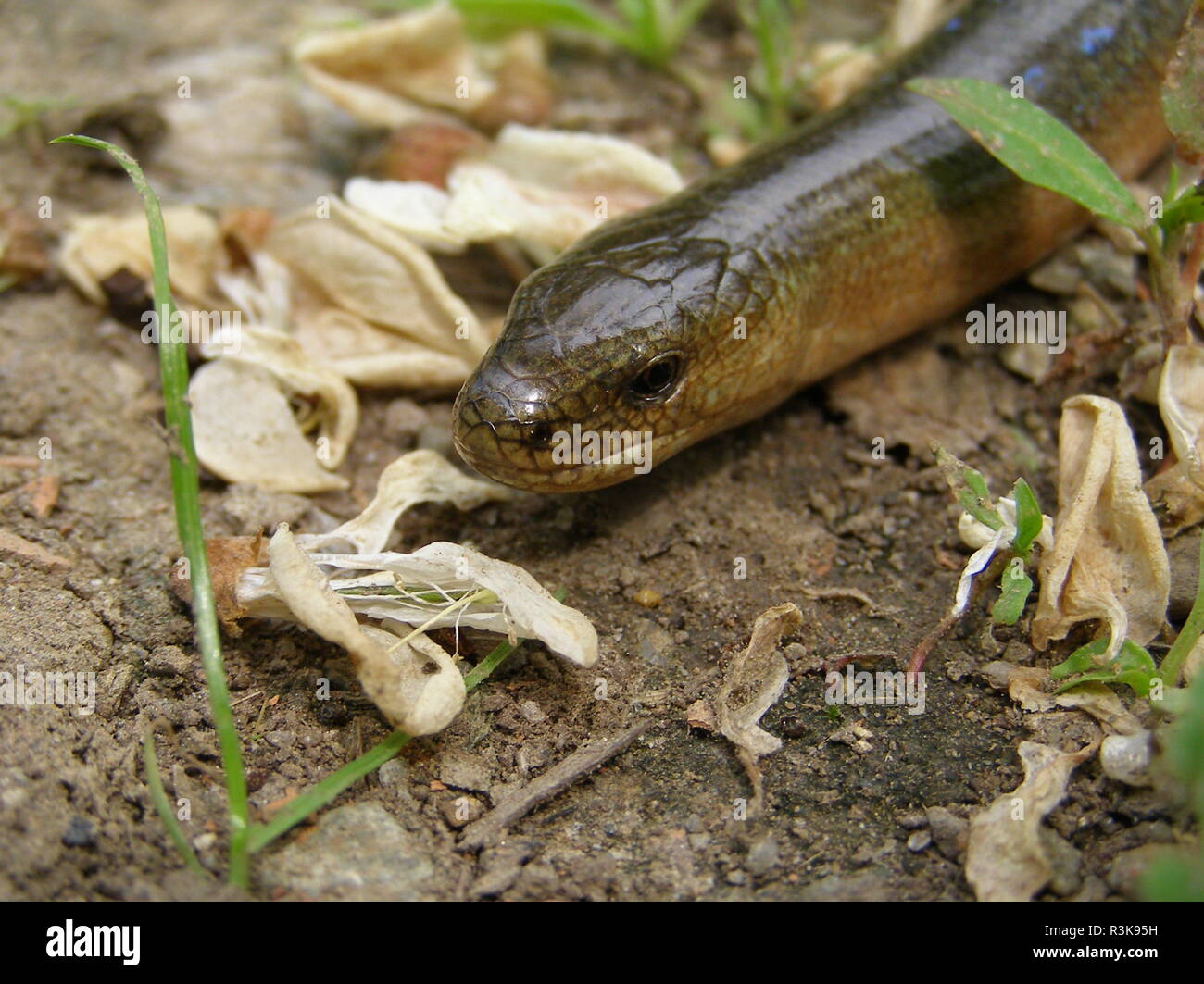 Lizard reptile reptilian creeper animal hi-res stock photography and ...