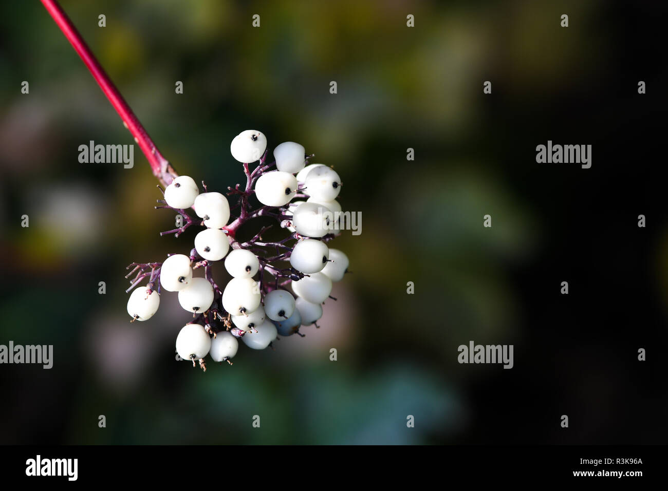 Cornus seed hi-res stock photography and images - Alamy