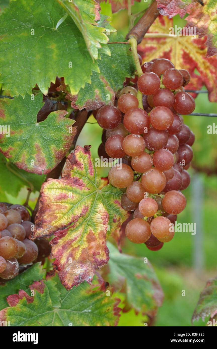 Grauburgunder grape hi-res stock photography and images - Alamy