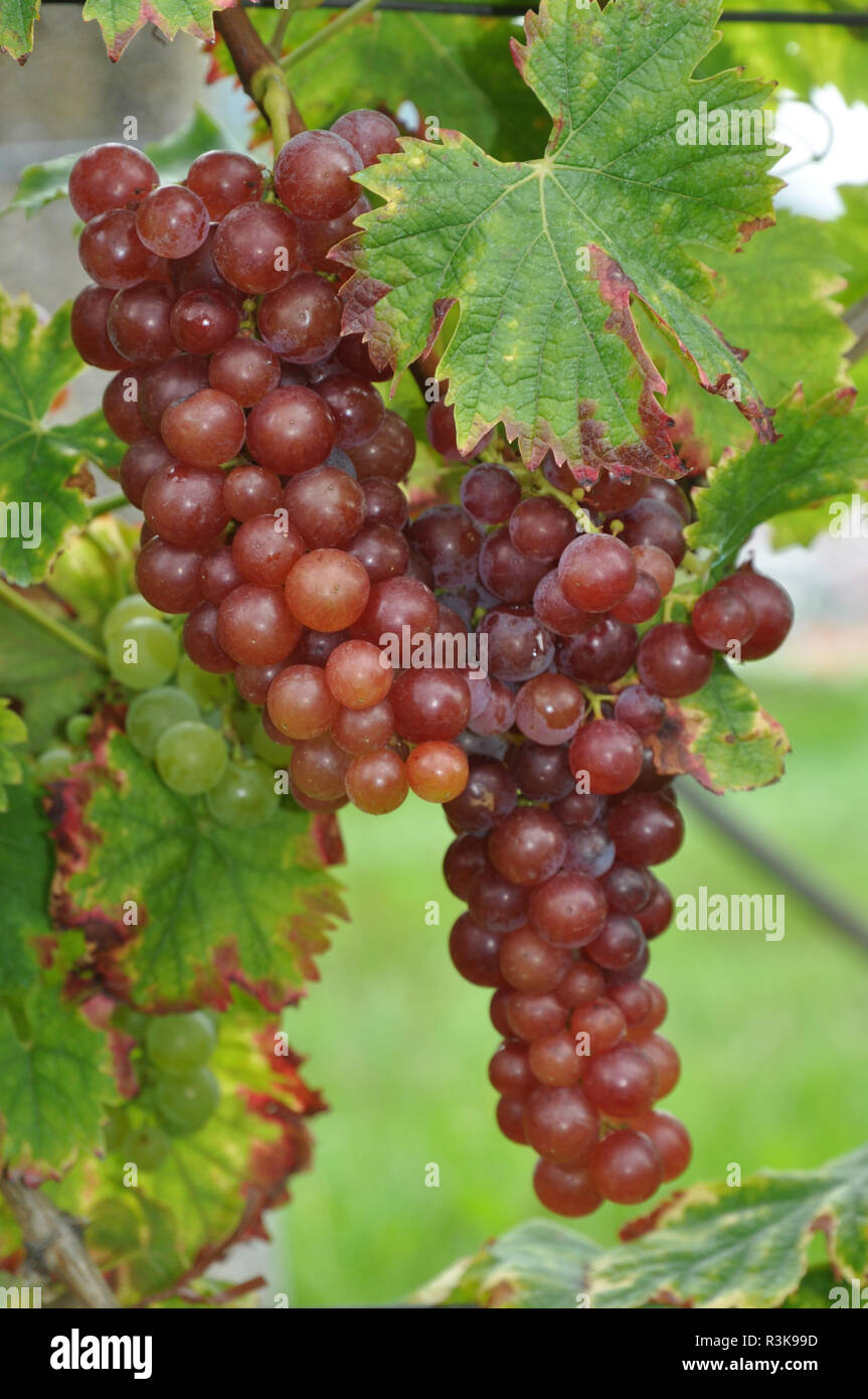 Grauburgunder grape hi-res stock photography and images - Alamy