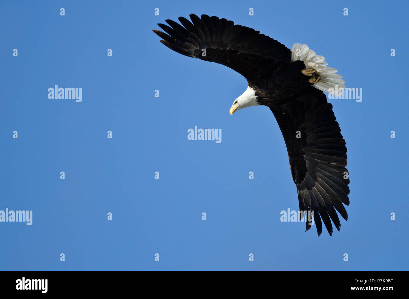 Dark brown raptor hi-res stock photography and images - Alamy