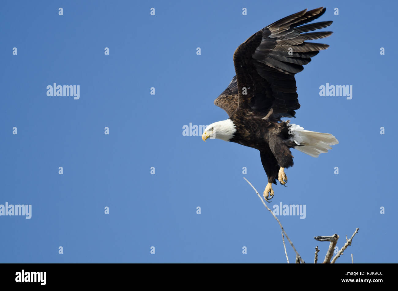 Diving bald eagle hi-res stock photography and images - Alamy