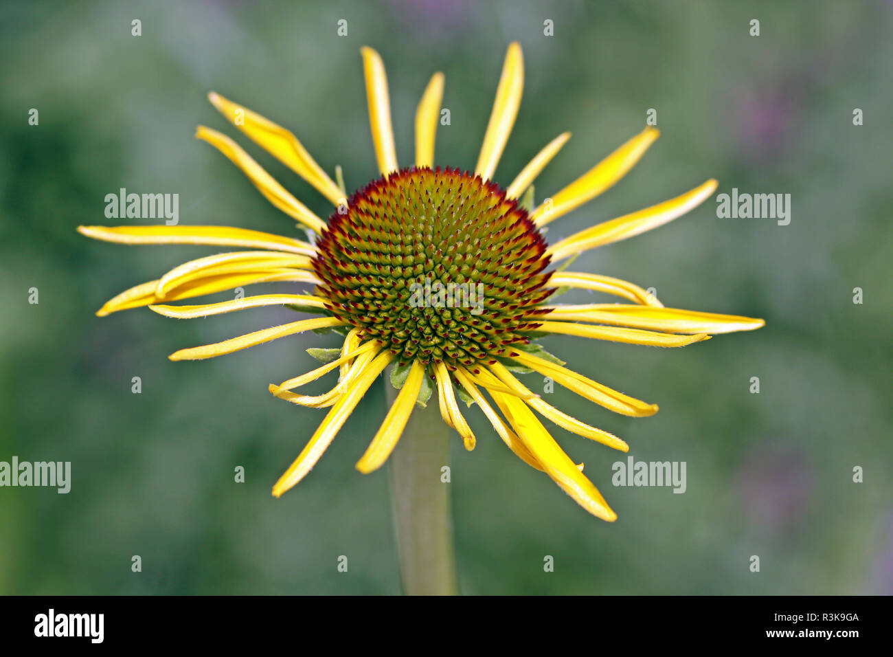 yellow echinacea paradox Stock Photo - Alamy
