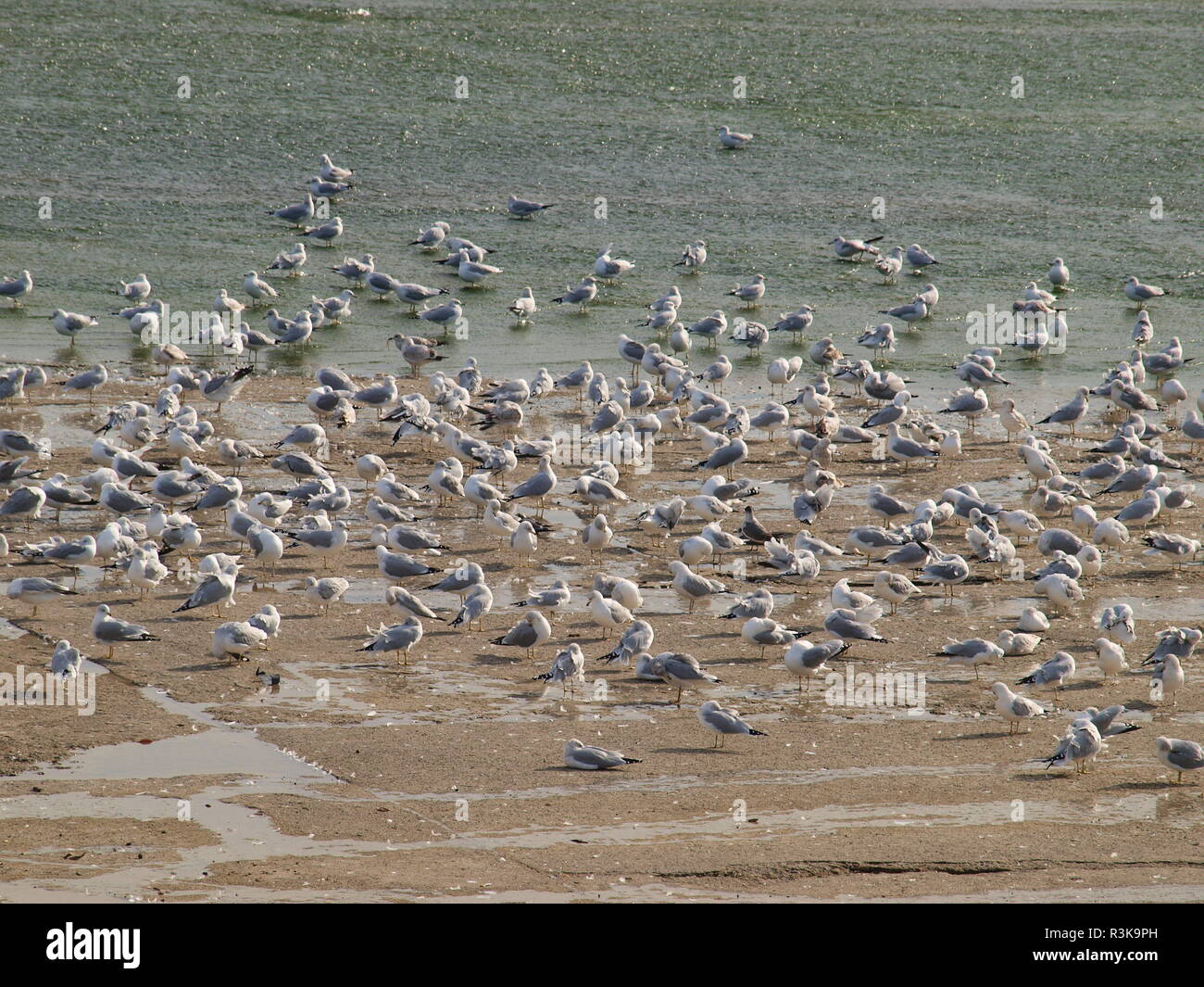 Tracking geese hi-res stock photography and images - Alamy
