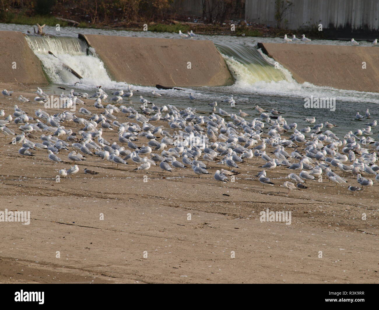 Migratory Waterfowl in North Texas Stock Photo - Alamy
