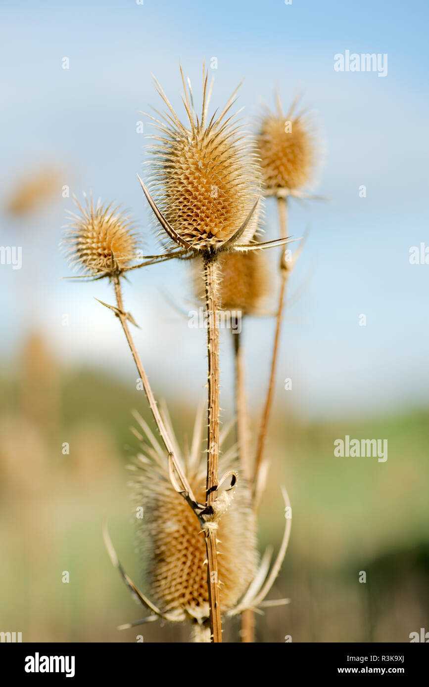 Funnel Fruits High Resolution Stock Photography and Images - Alamy