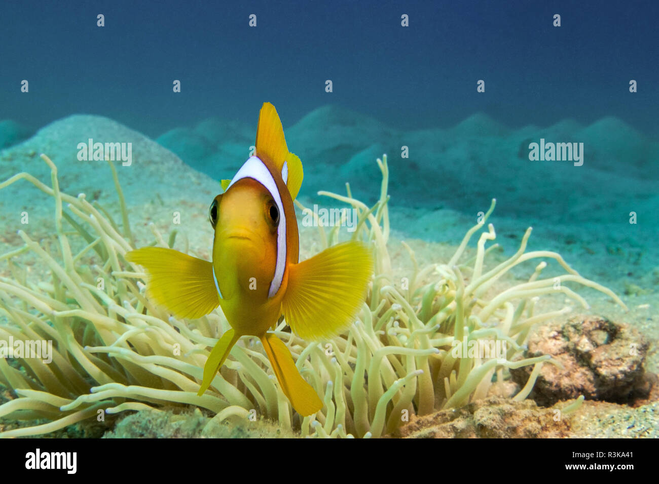 nemo is home Stock Photo - Alamy