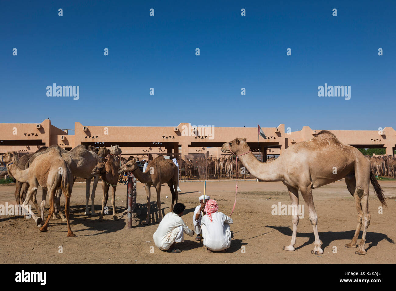 UAE, Al Ain. Jabel Hafeet, Al Ain Camel Market Stock Photo - Alamy