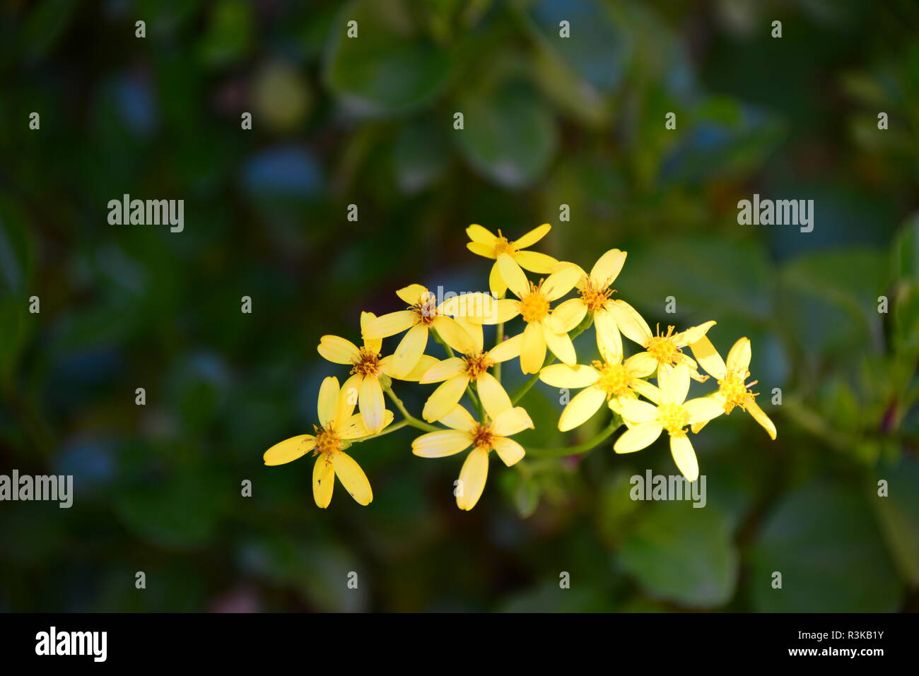 spring flowers - fresh shoots Stock Photo - Alamy