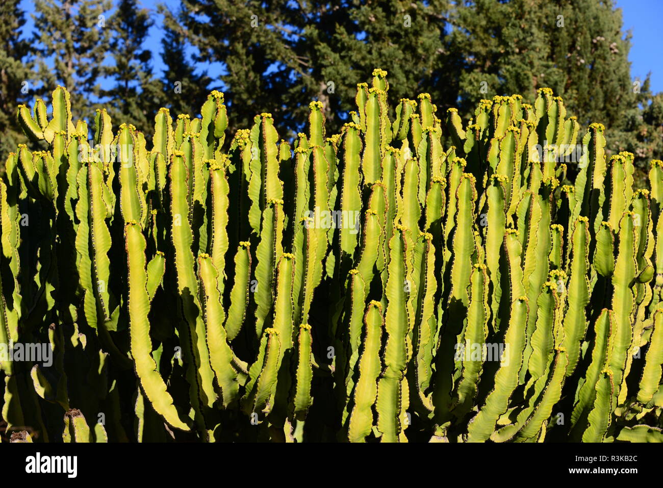 cactus - spain Stock Photo - Alamy