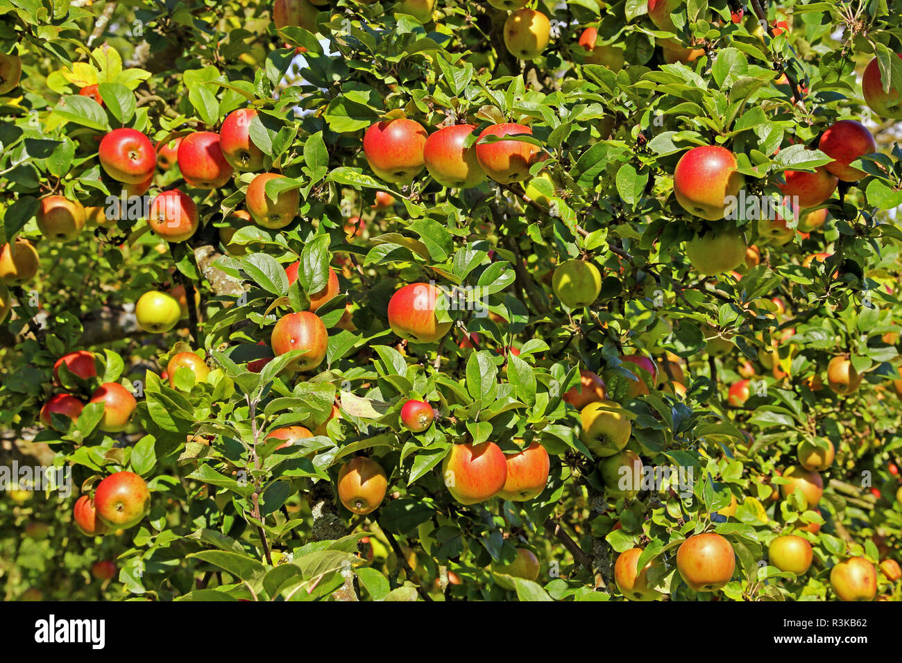 apple tree with ripe apples Stock Photo - Alamy