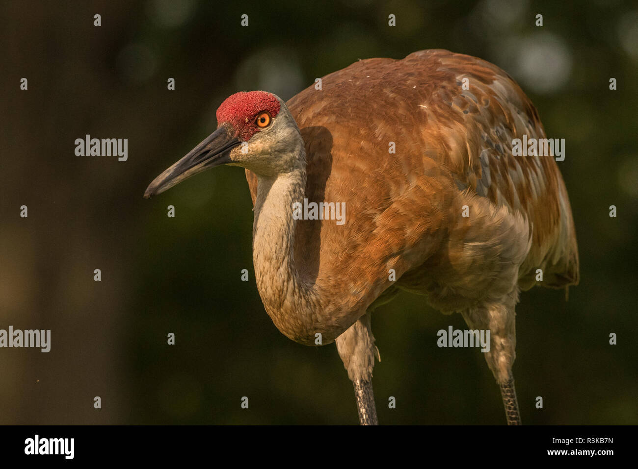 A wild sandhill crane (Grus canadensis) a migratory bird that is common ...