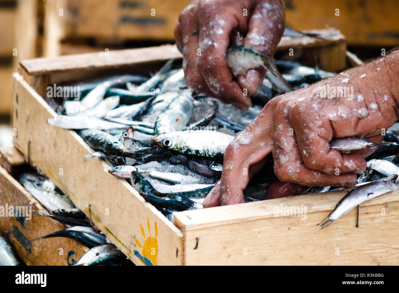 Fisherman packing fish hi-res stock photography and images - Alamy