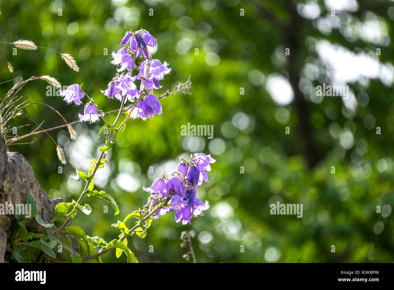 natural green background with bell flowers Stock Photo - Alamy